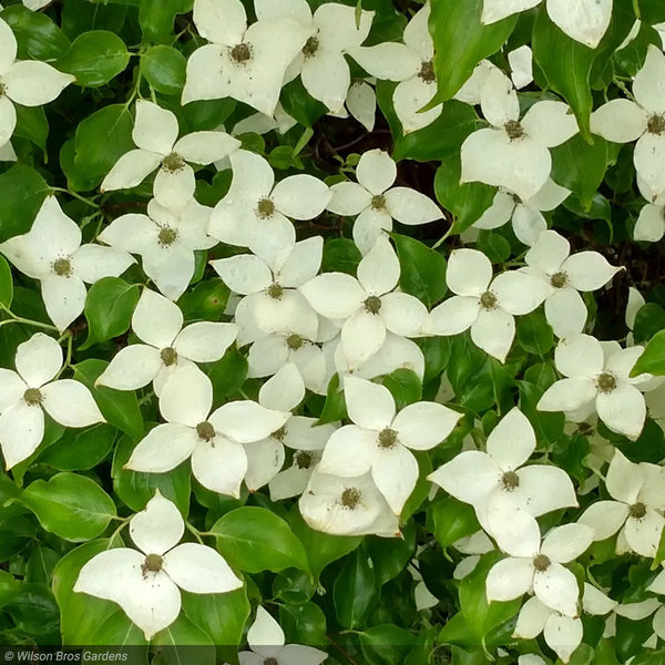 Dogwood, Kousa Greensleeves #10 – Greenwood Creek Nursery Dogwood, Kousa Greensleeves #10 – Greenwood Creek Nursery