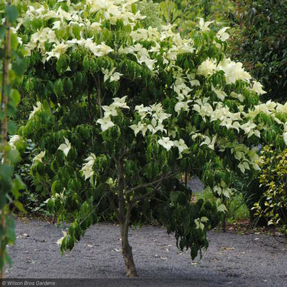 Dogwood, Kousa Greensleeves #10 – Greenwood Creek Nursery Dogwood, Kousa Greensleeves #10 – Greenwood Creek Nursery
