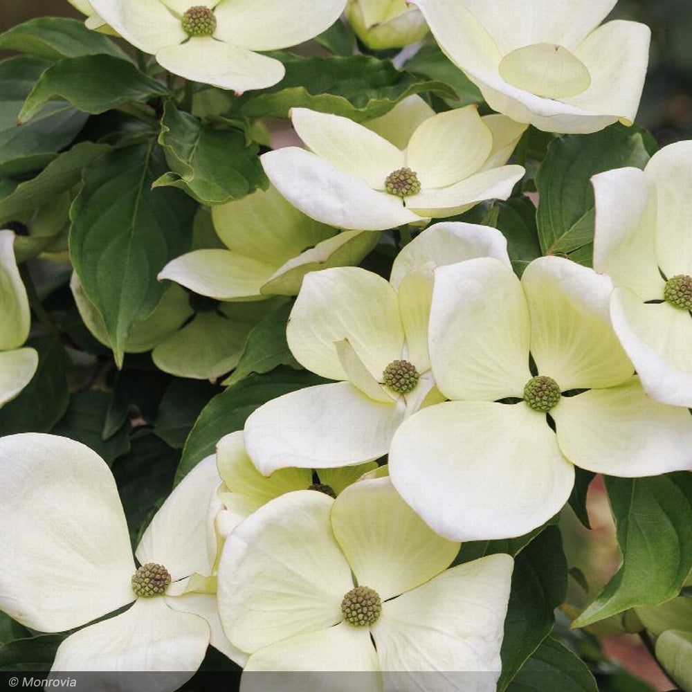 Dogwood, Kousa Venus #15 – Greenwood Creek Nursery Dogwood, Kousa Venus #15 – Greenwood Creek Nursery