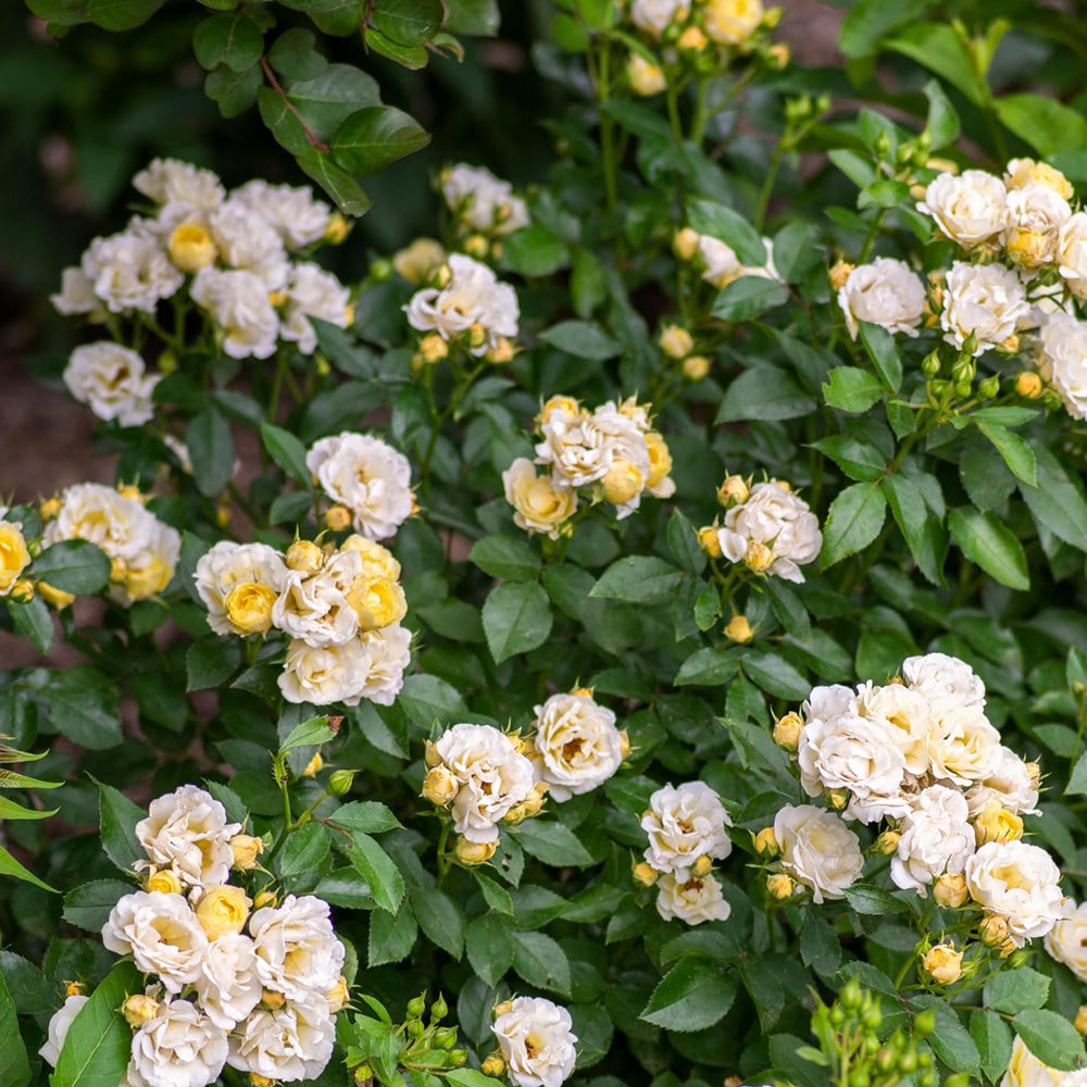 Rose, Drift Popcorn #2 – Greenwood Creek Nursery