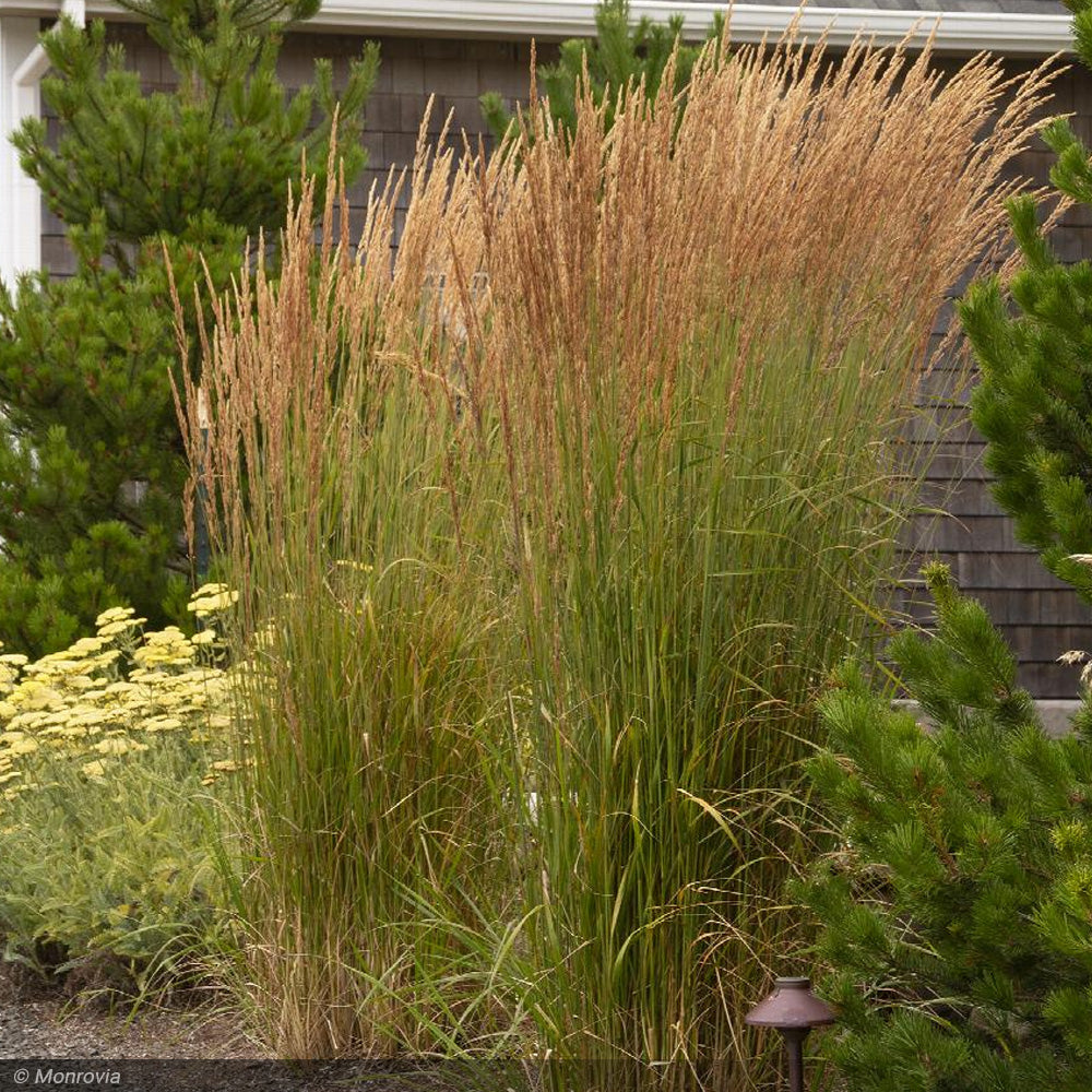 Feather Reed, Karl Foerster #3 – Greenwood Creek Nursery
