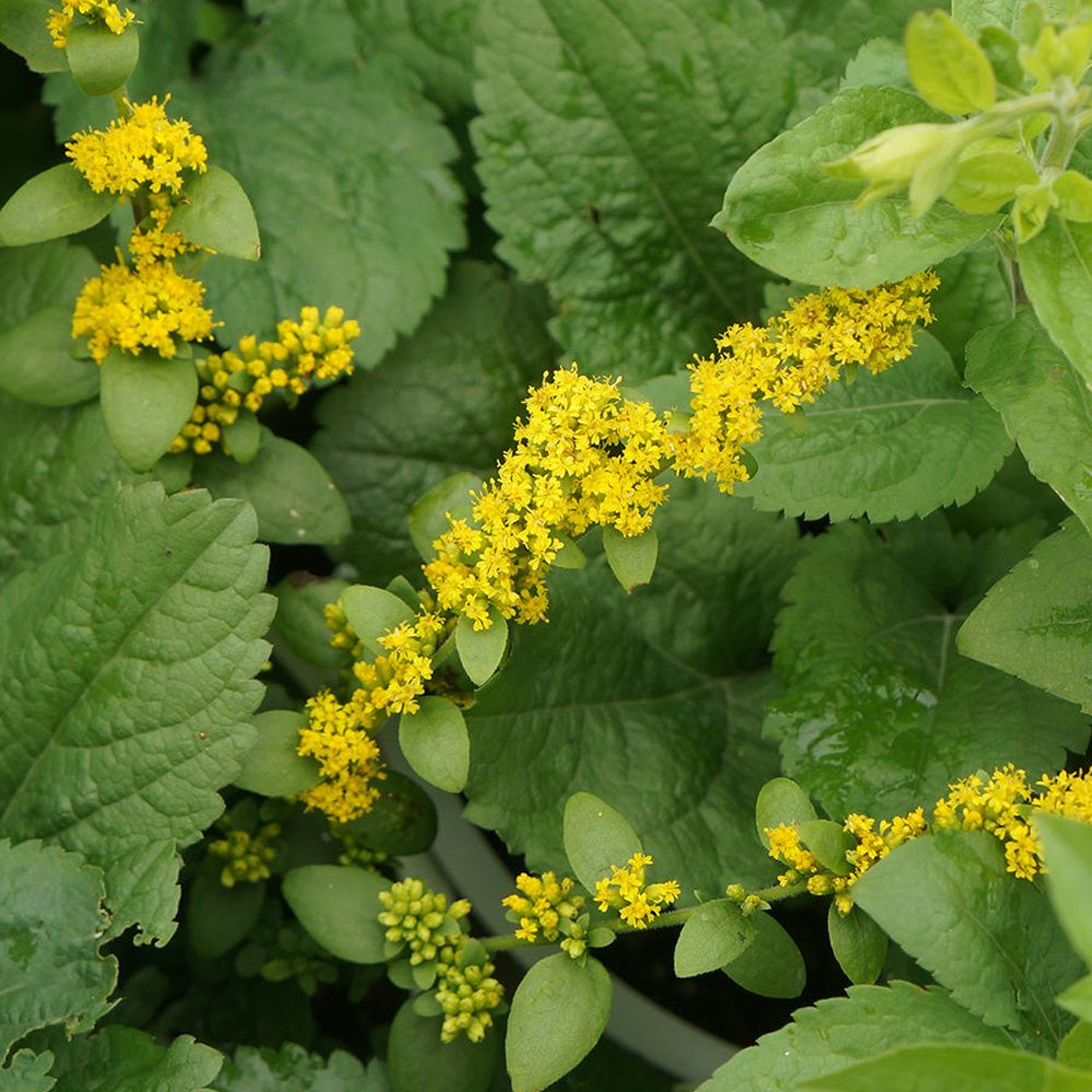 Goldenrod, Golden Fleece #1 – Greenwood Creek Nursery