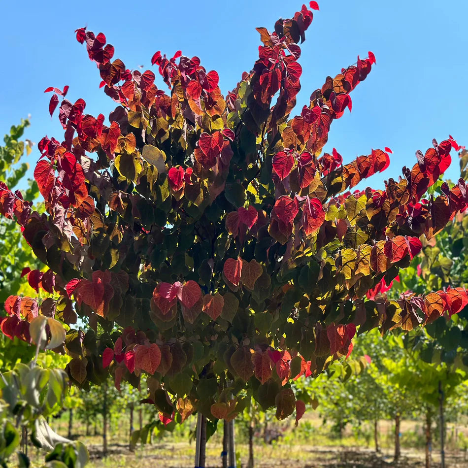 Eastern Redbud, Hearts A' Fire #7 – Greenwood Creek Nursery