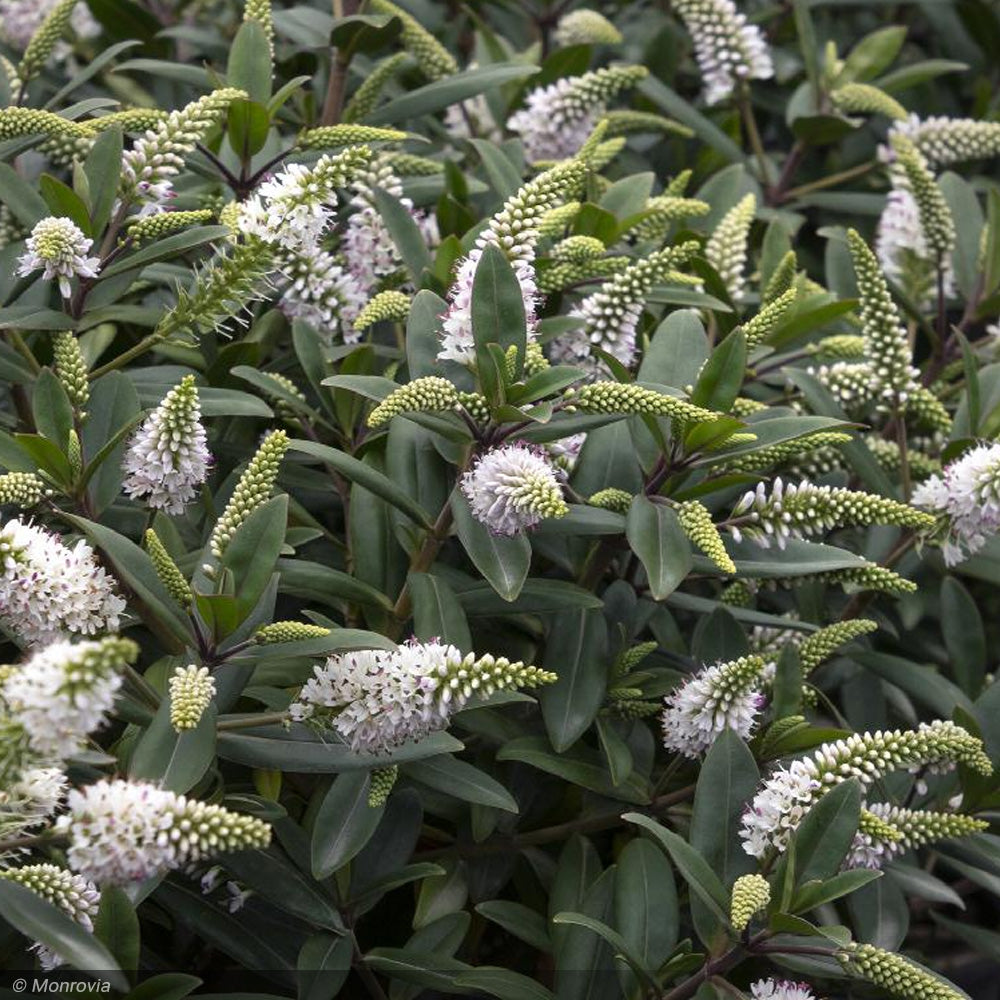 Hebe, Pink Candy #2 – Greenwood Creek Nursery