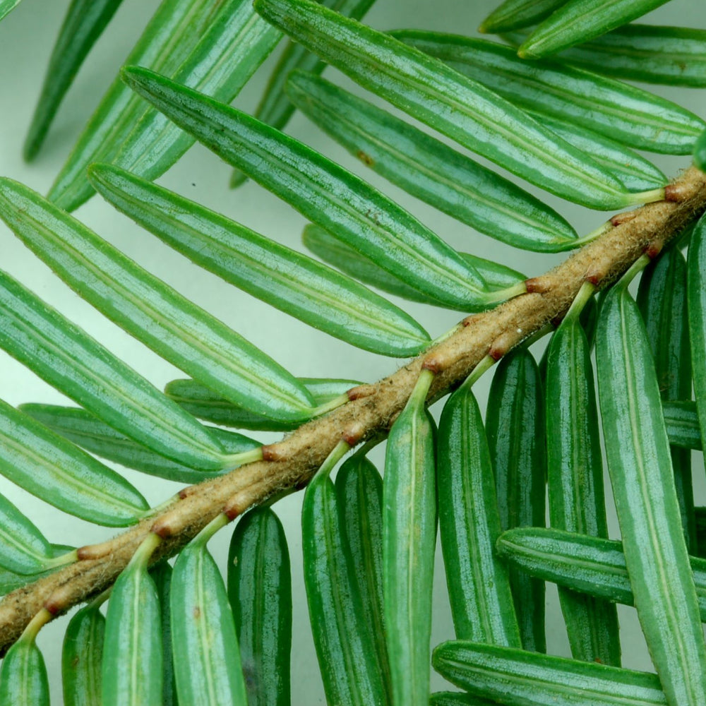 Eastern Hemlock Tree Leaves Eastern Hemlock | Trees Canadensis