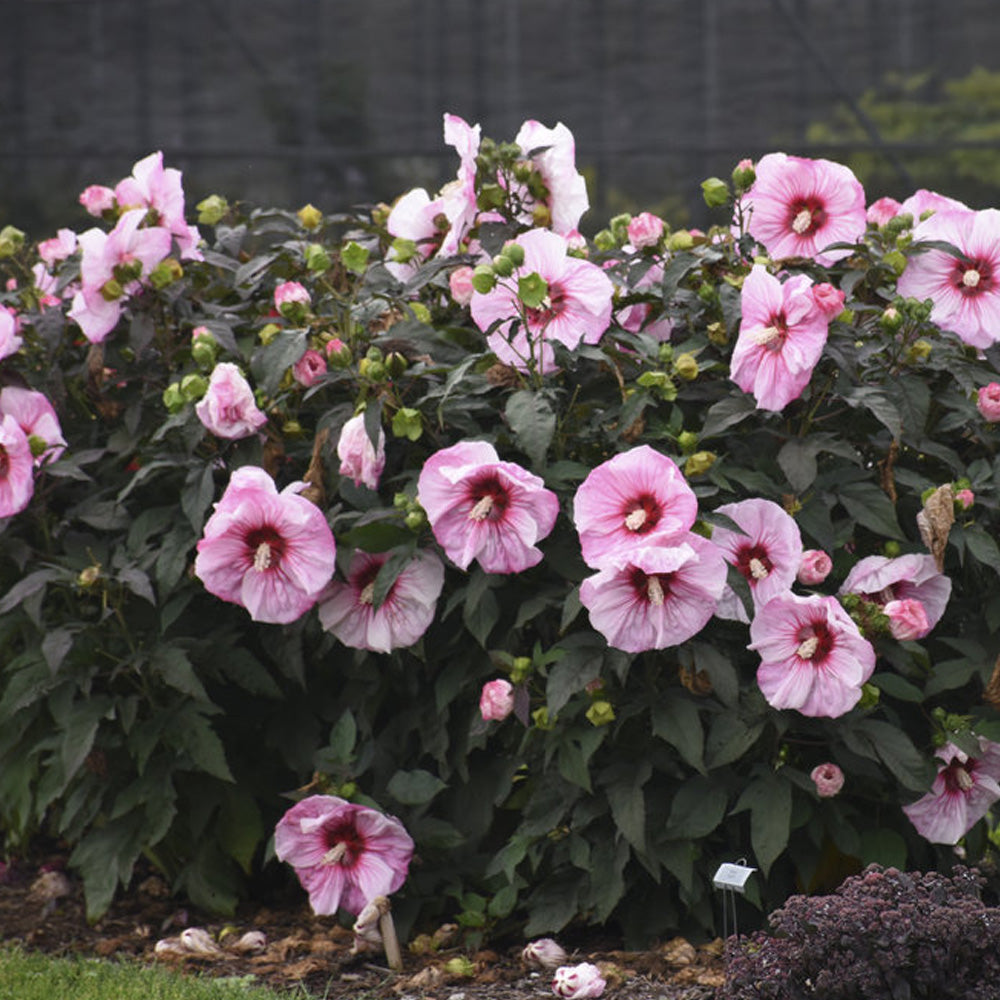 Hibiscus, Summerific Cherry Choco Latte #3 – Greenwood Creek Nursery
