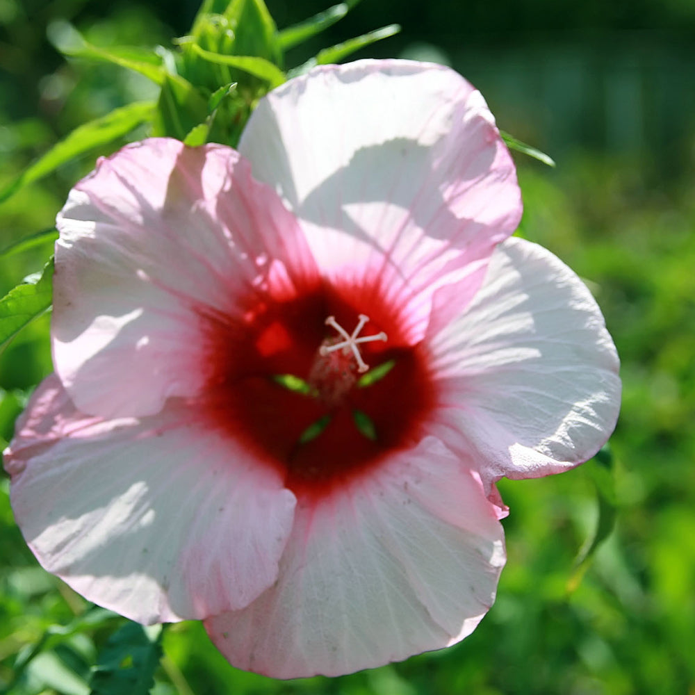 Hibiscus, Lady Baltimore #1 – Greenwood Creek Nursery
