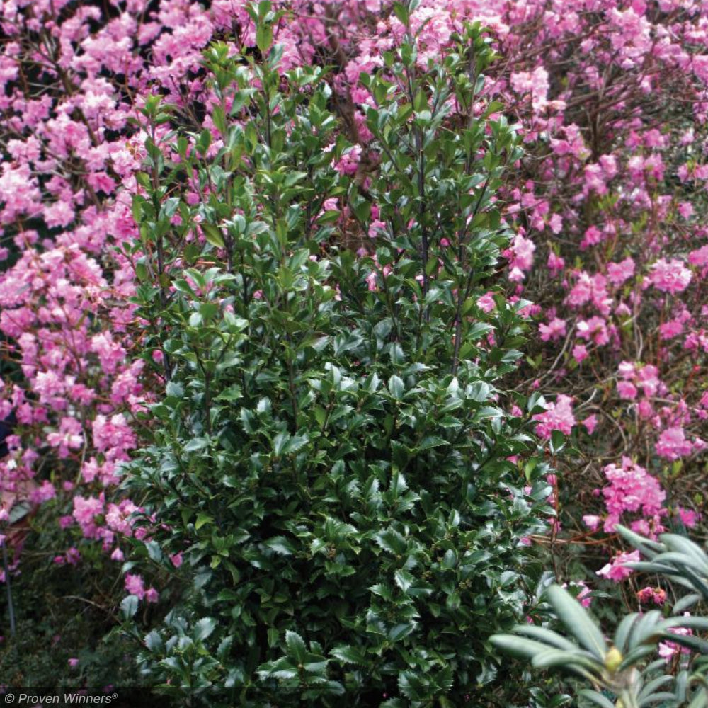 Holly, Castle Wall #5 – Greenwood Creek Nursery