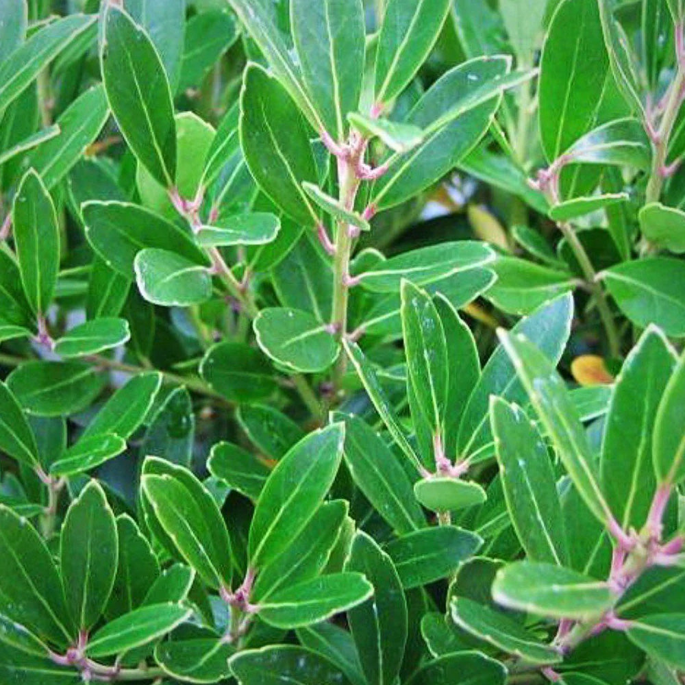 Holly, Inkberry Shamrock #3 – Greenwood Creek Nursery