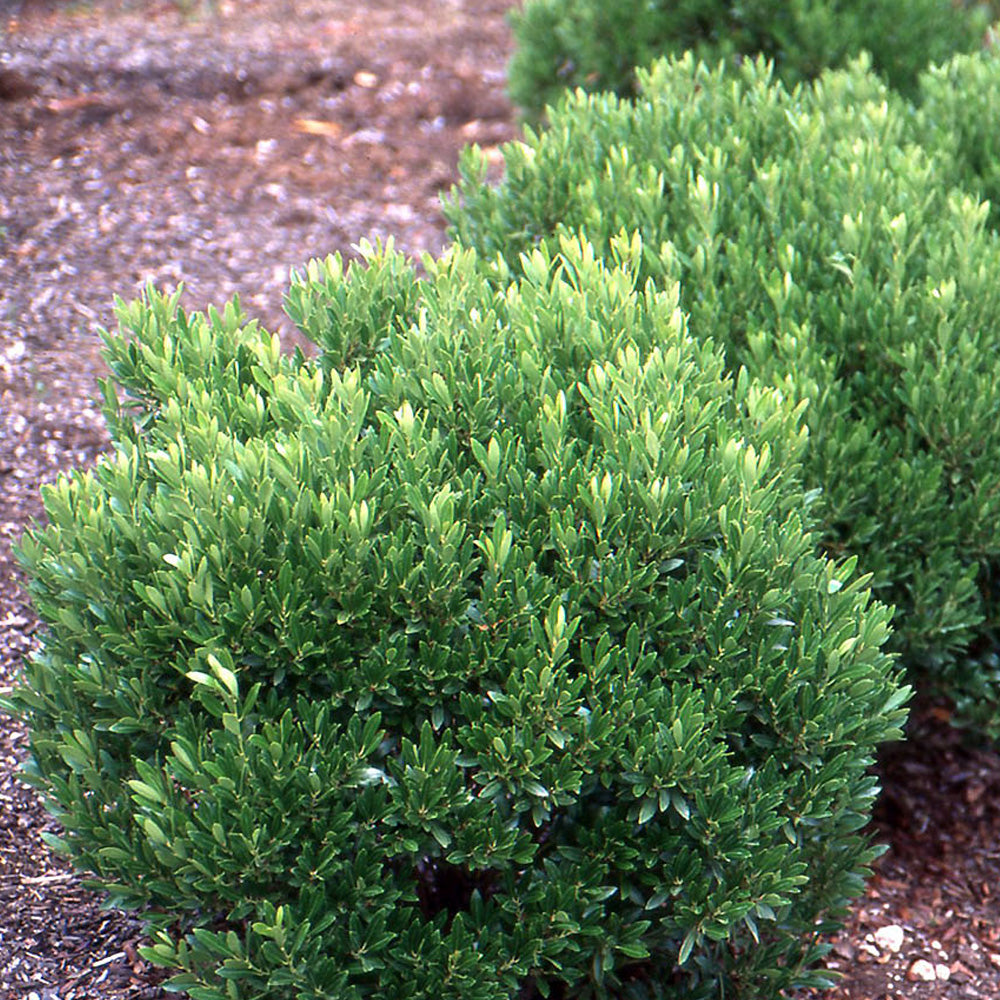 Holly, Inkberry Shamrock #3 – Greenwood Creek Nursery