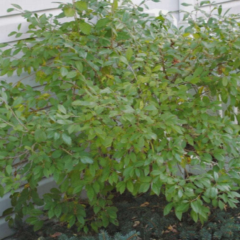 Holly, Winterberry Jim Dandy #3 – Greenwood Creek Nursery
