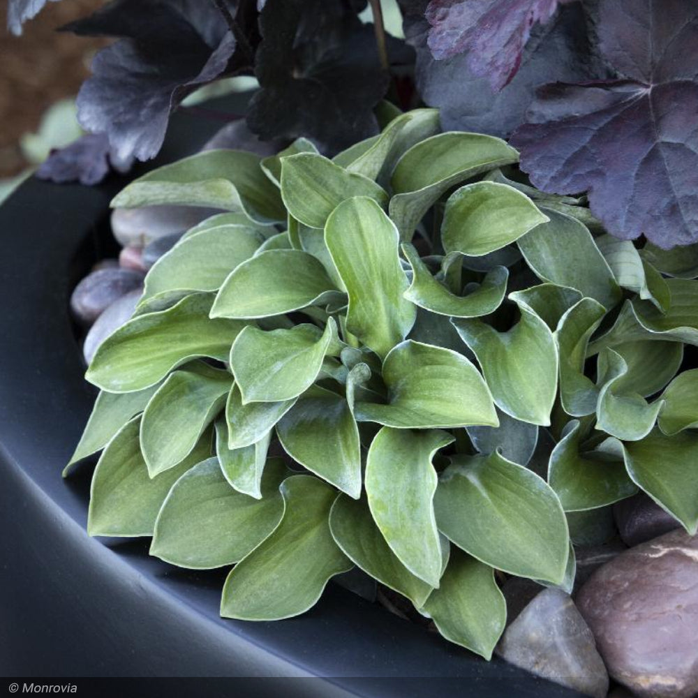 Hosta, Blue Mouse Ears Qt – Greenwood Creek Nursery