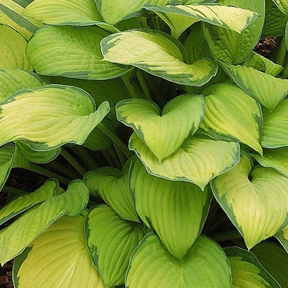 Hosta, Gold Standard #1 – Greenwood Creek Nursery
