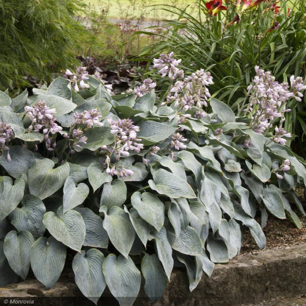 Hosta, Halcyon #1 – Greenwood Creek Nursery