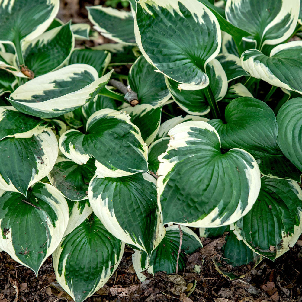 Hosta, Patriot #1 – Greenwood Creek Nursery