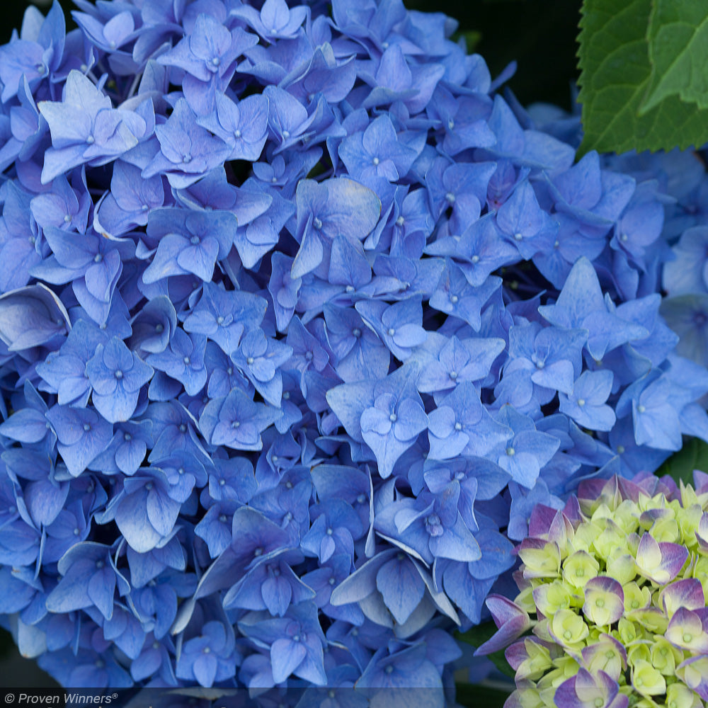 Hydrangea, Let's Dance, Rhythmic Blue #3 – Greenwood Creek Nursery