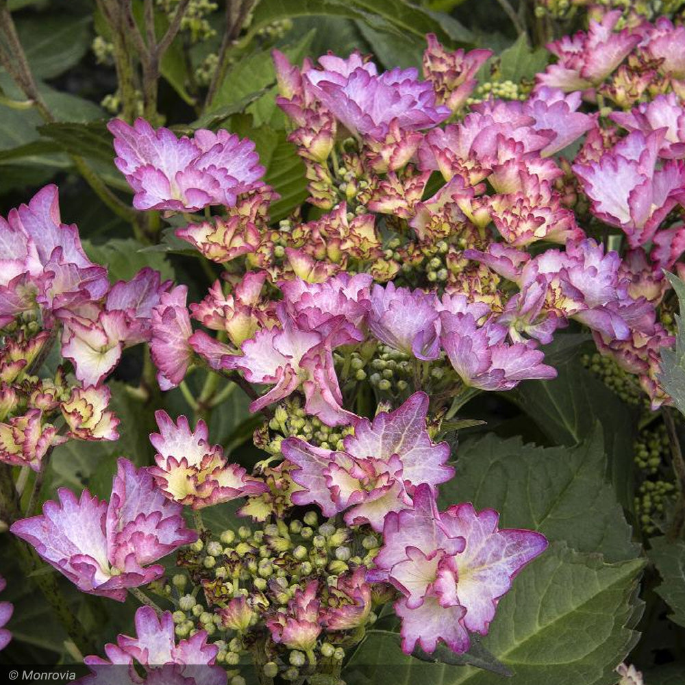 Hydrangea, Seaside Serenade, Crystal Cove #5 – Greenwood Creek Nursery