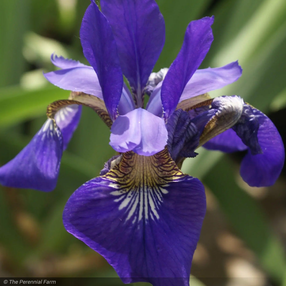 Iris, Caesar's Brother #5 – Greenwood Creek Nursery