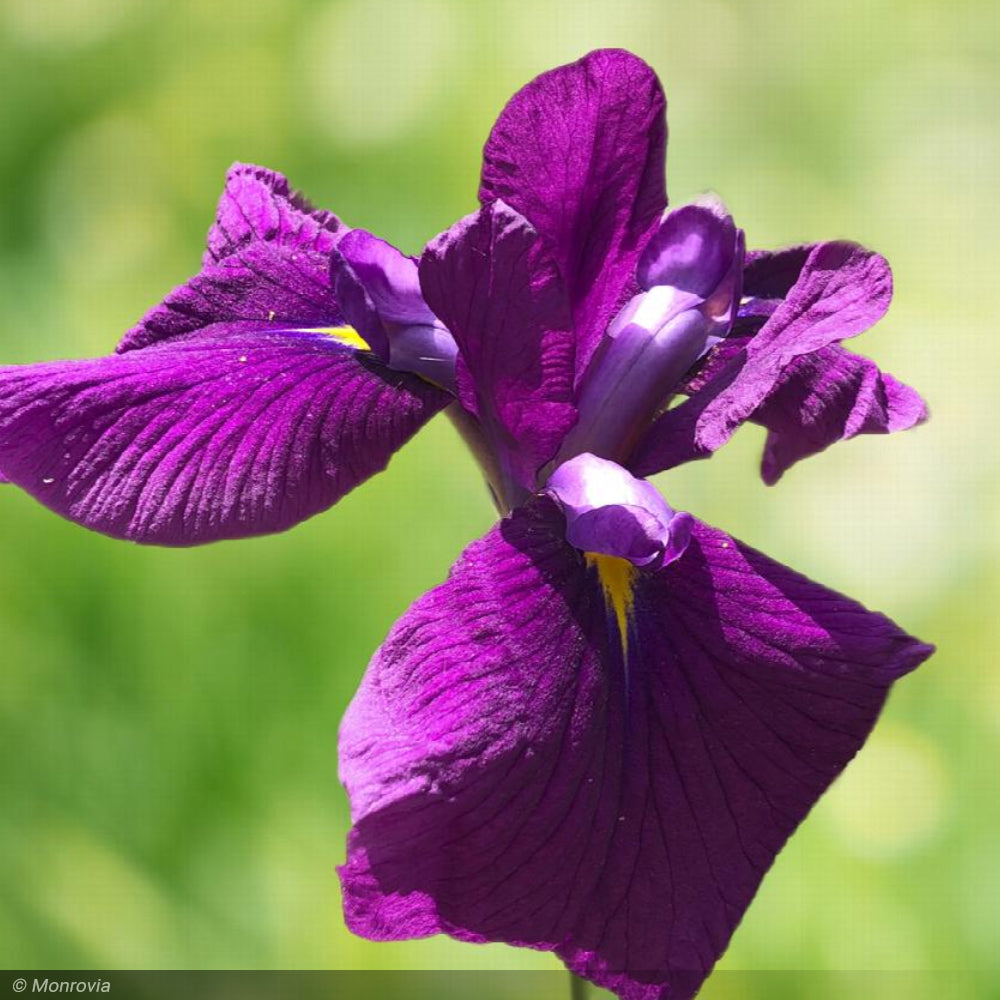 Iris, Ruby King #1 – Greenwood Creek Nursery