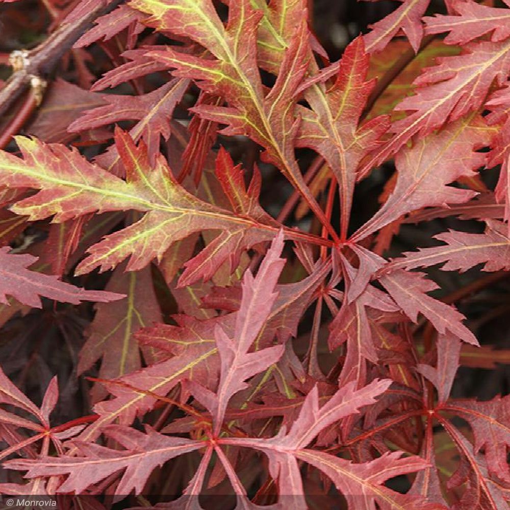 Japanese Maple, Orangeola CT 24"-30" – Greenwood Creek Nursery