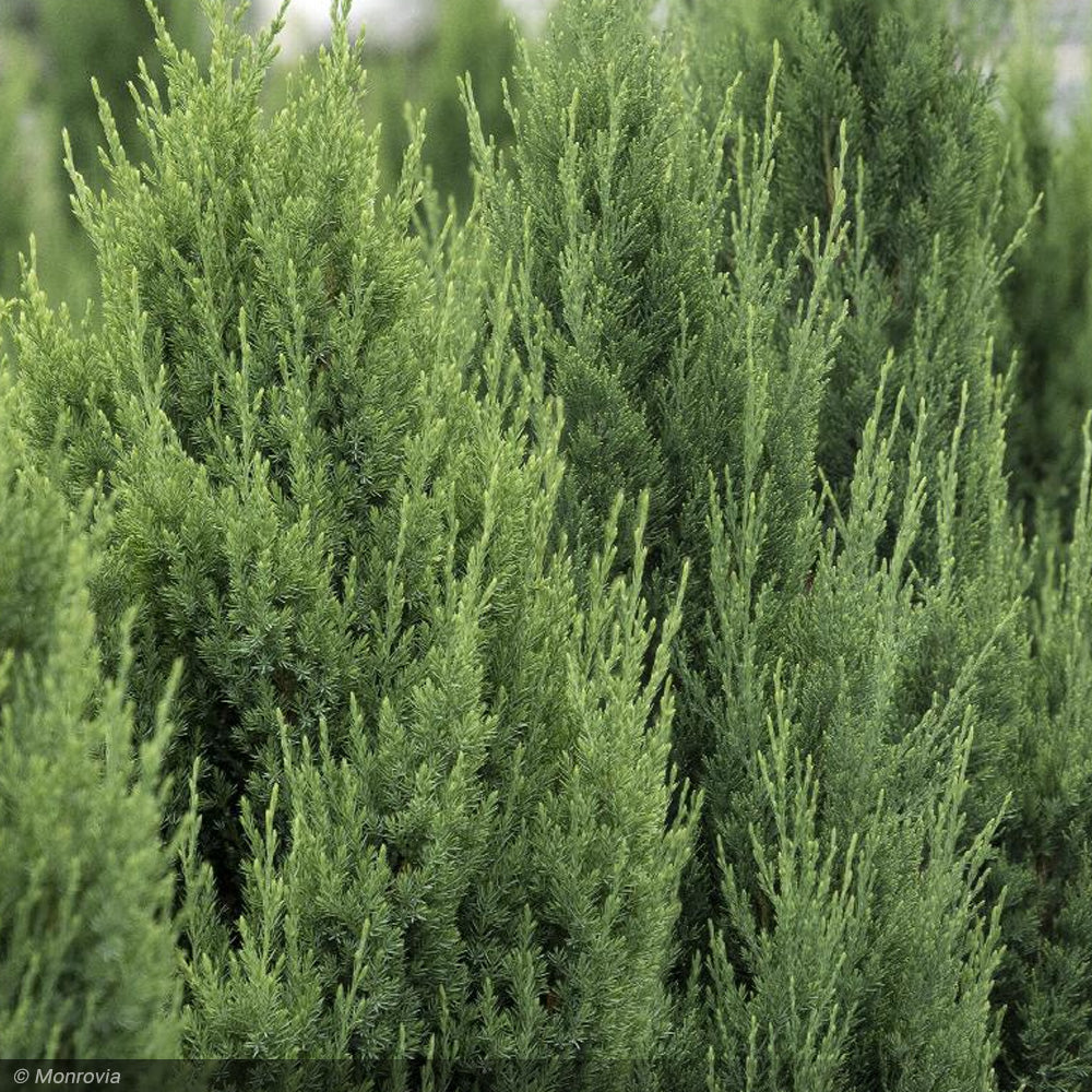 Juniper, Blue Point #7 – Greenwood Creek Nursery