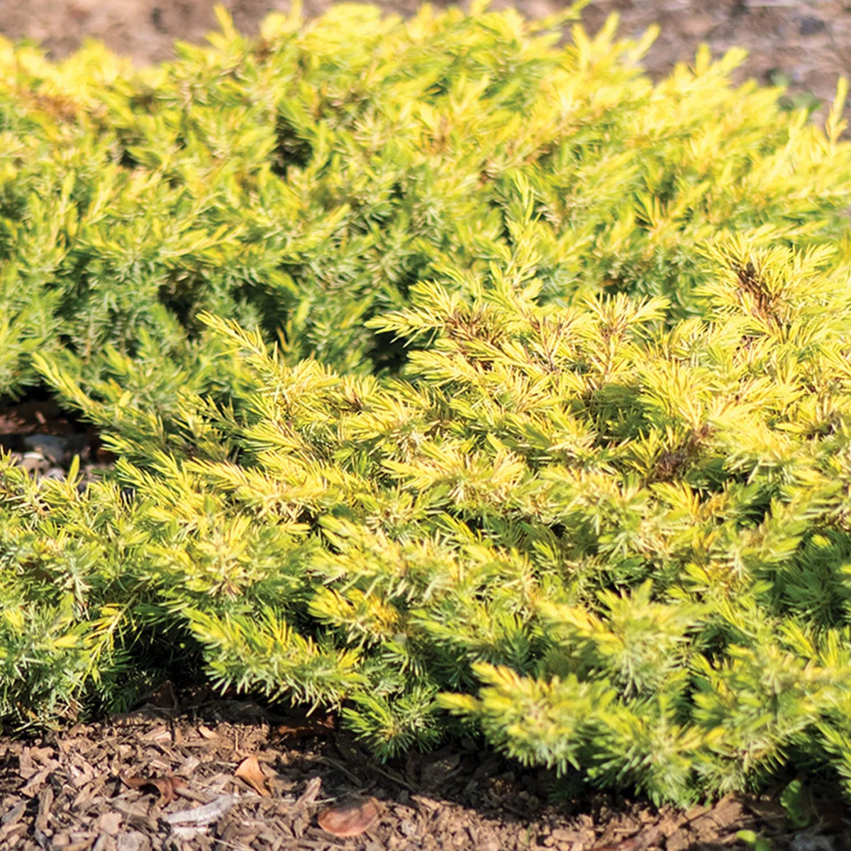 Juniper, Golden Pacific #2 – Greenwood Creek Nursery