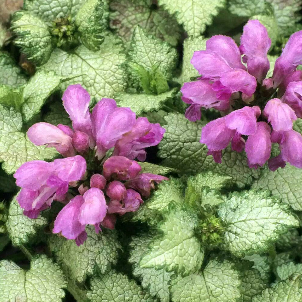 Lamium, Red Nancy #1 – Greenwood Creek Nursery