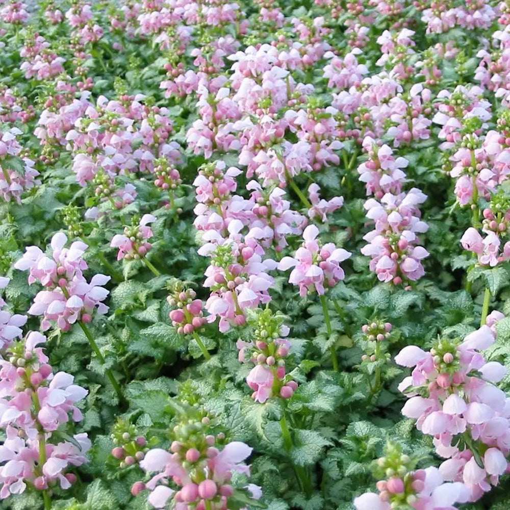 Lamium, Shell Pink #1 – Greenwood Creek Nursery