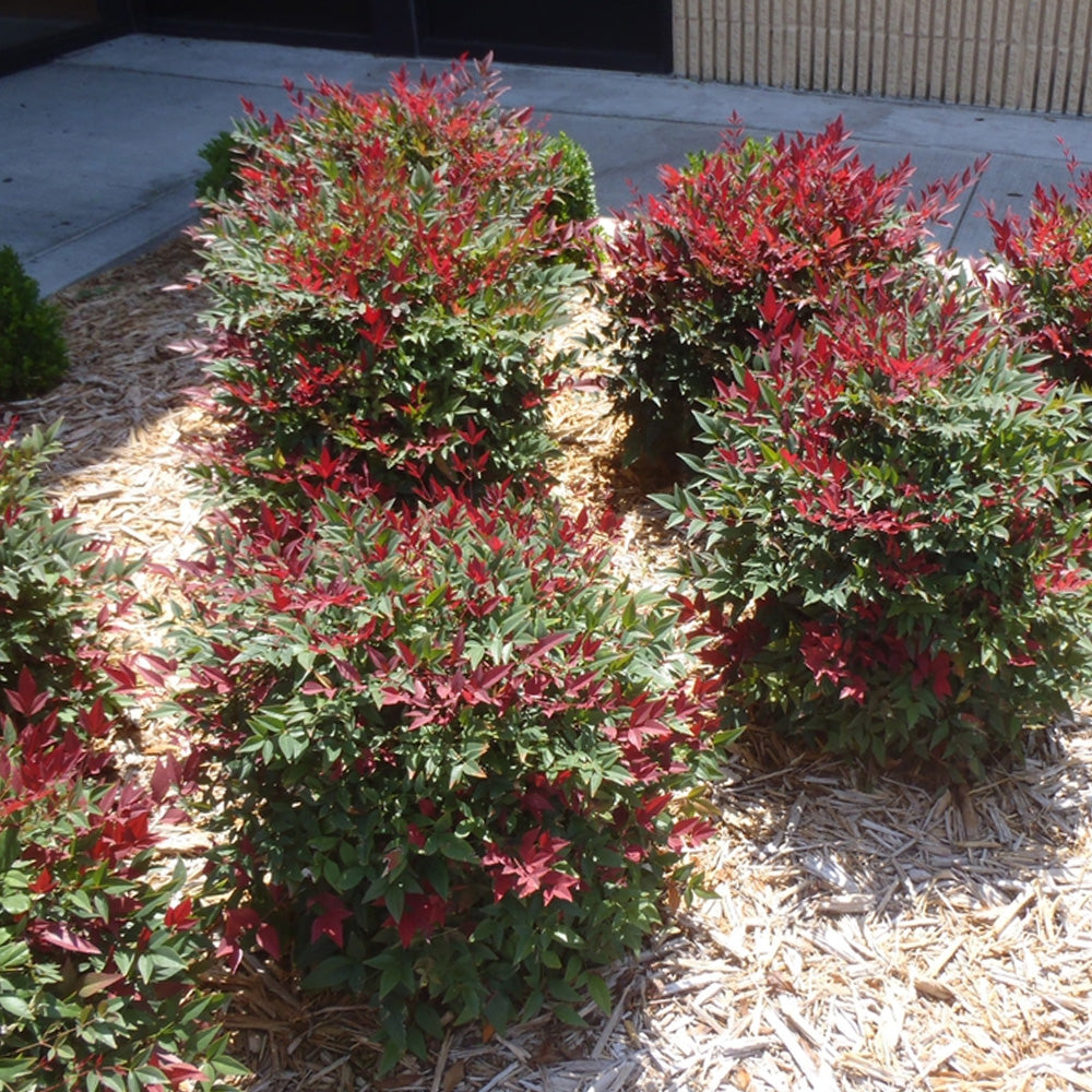 Nandina Domestica, Compacta #3 – Greenwood Creek Nursery