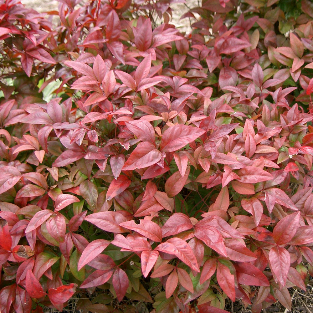 Nandina Domestica, Compacta #7 – Greenwood Creek Nursery