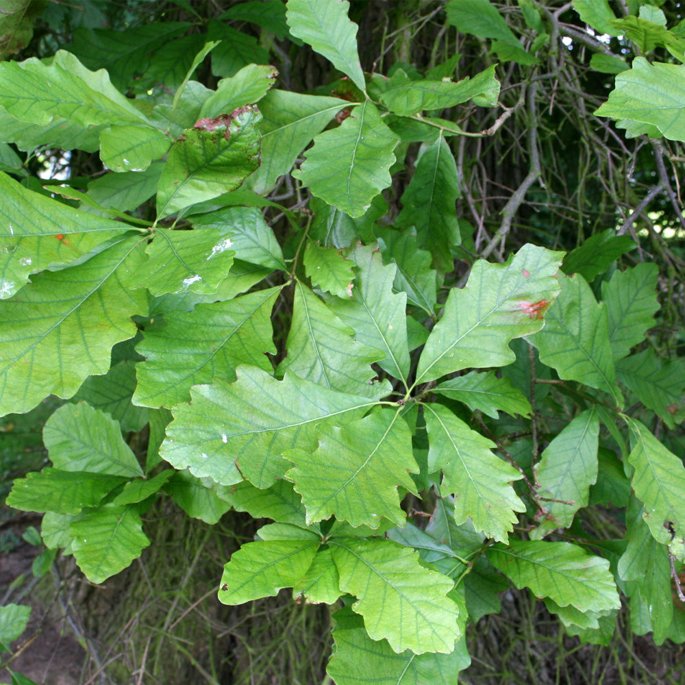Oak, Swamp White #15 – Greenwood Creek Nursery