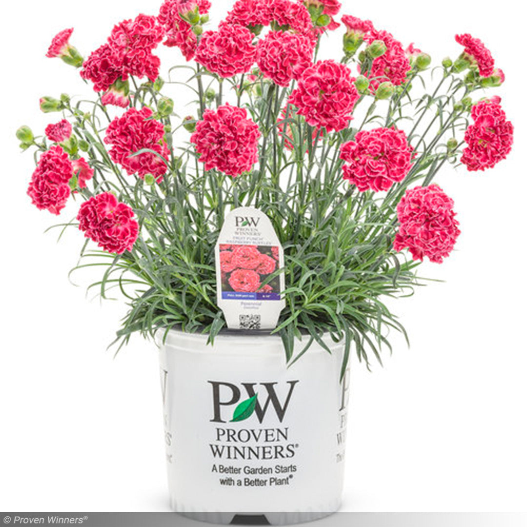 Dianthus, Fruit Punch Raspberry Ruffles #1 – Greenwood Creek Nursery