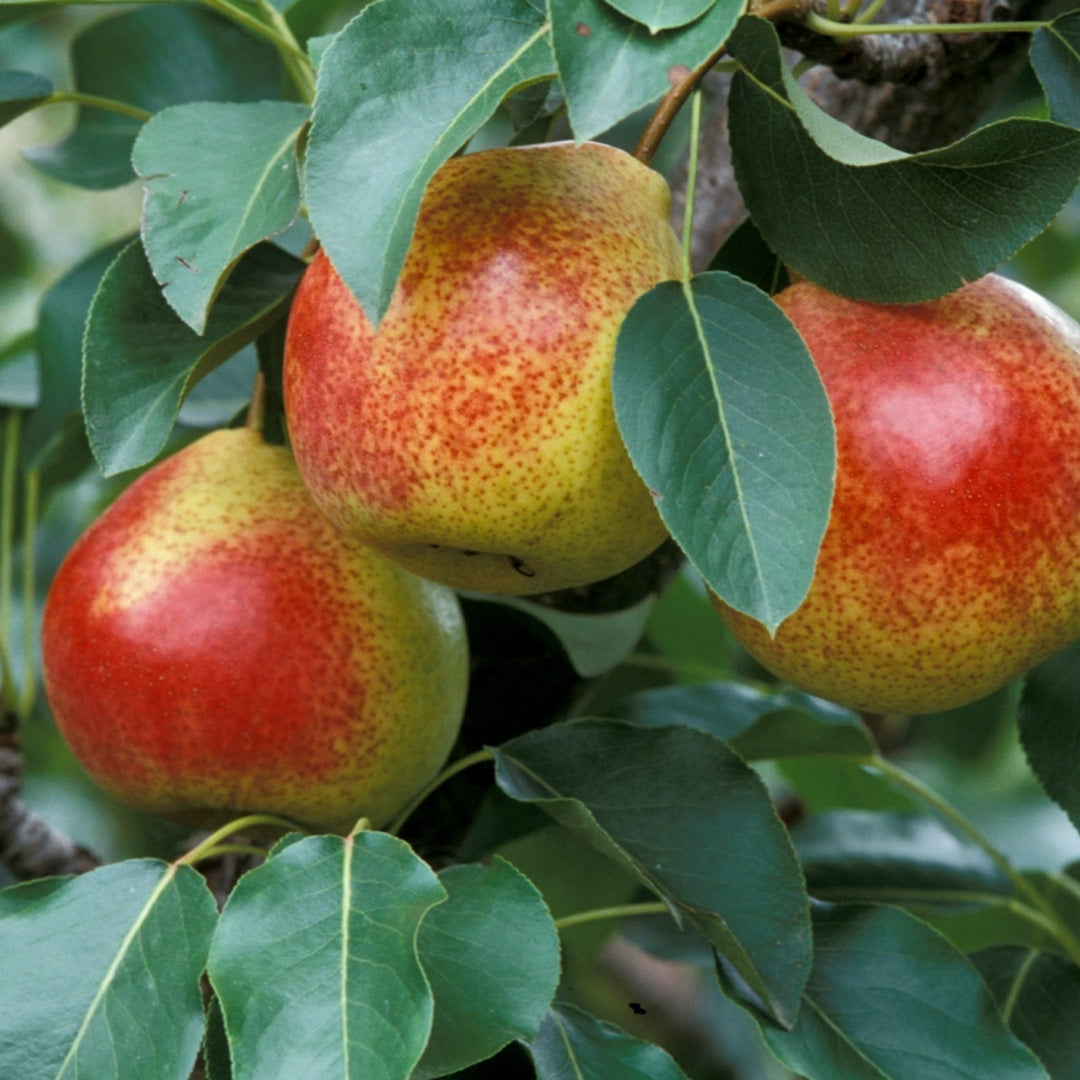Pear, Summercrisp #7 – Greenwood Creek Nursery