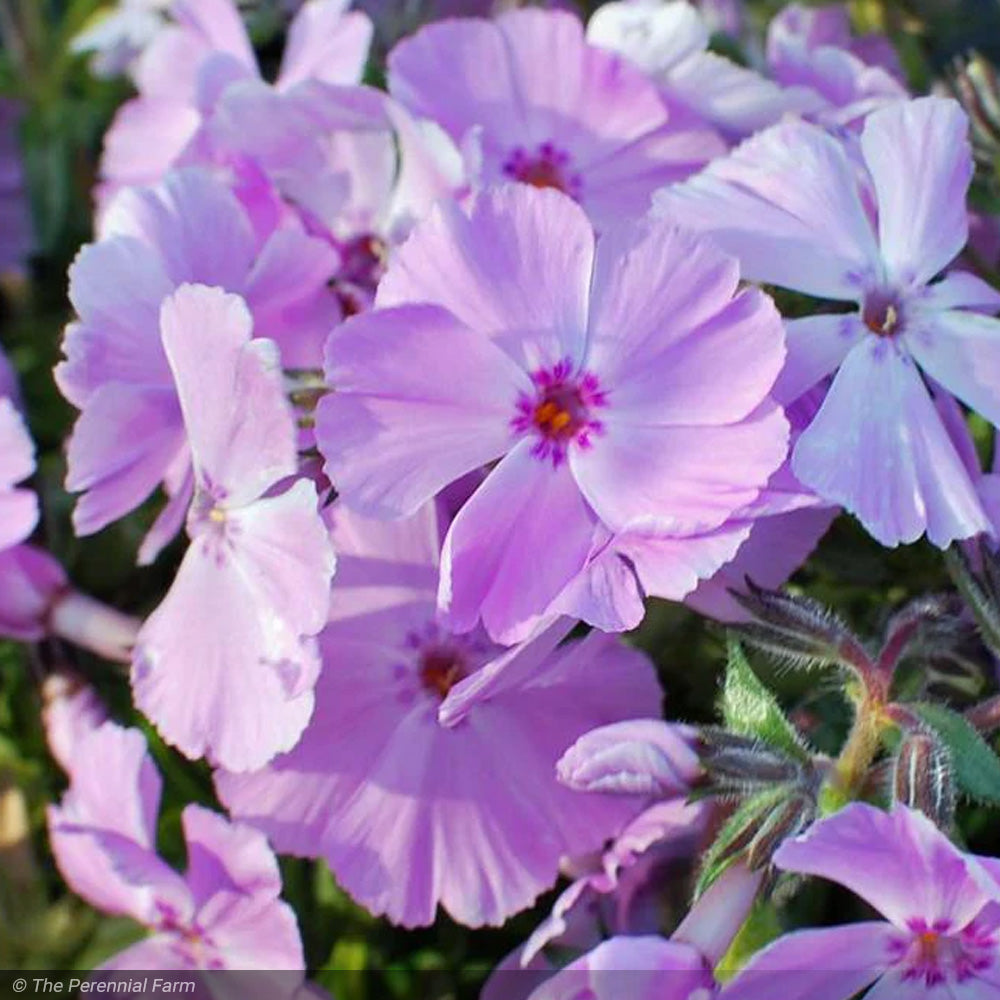 Phlox, Phlox Trot Pink #1 – Greenwood Creek Nursery