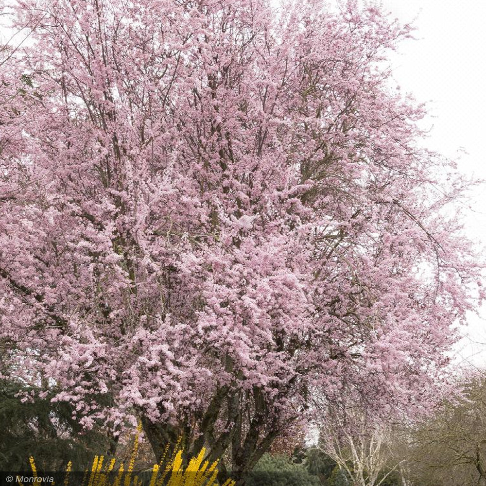 Plum, Thundercloud #15 – Greenwood Creek Nursery