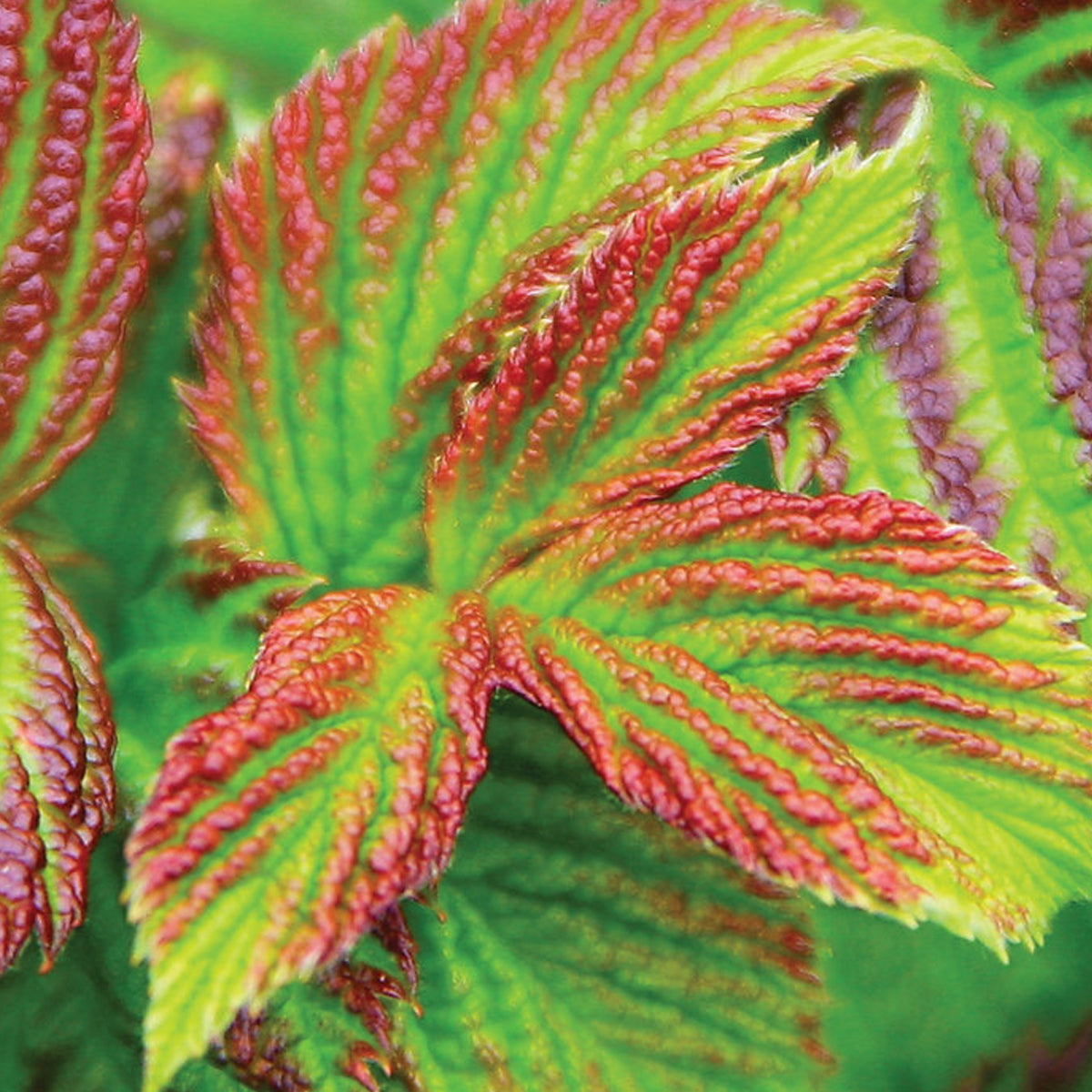 Raspberry, Raspberry Shortcake® #2 – Greenwood Creek Nursery