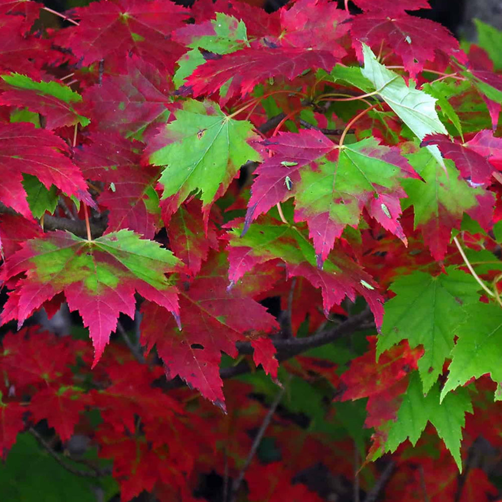 Red Maple, Redpointe #25 – Greenwood Creek Nursery