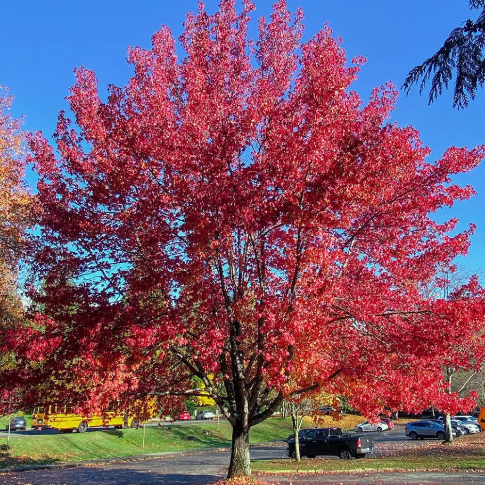 Red Maple, Brandywine #10 – Greenwood Creek Nursery