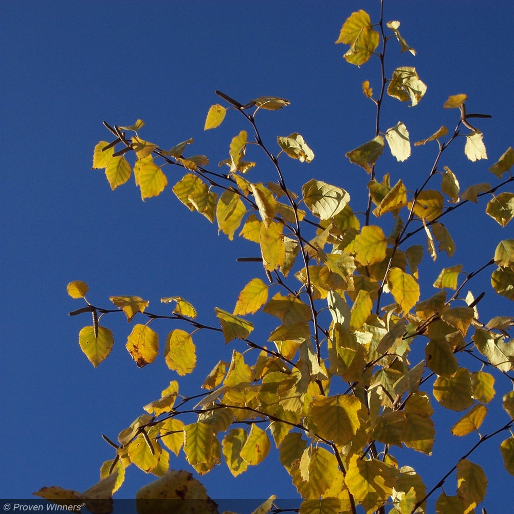 River Birch, Avalanche #7 – Greenwood Creek Nursery