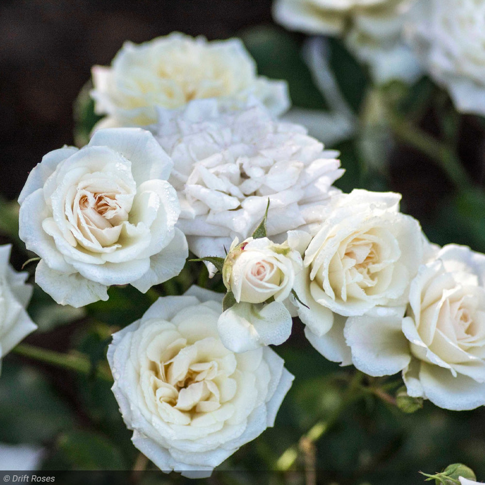 Rose, Drift, White #2 – Greenwood Creek Nursery