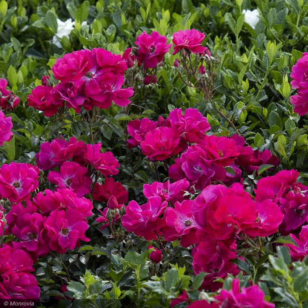 Rose, Nitty Gritty, Pink #5 – Greenwood Creek Nursery