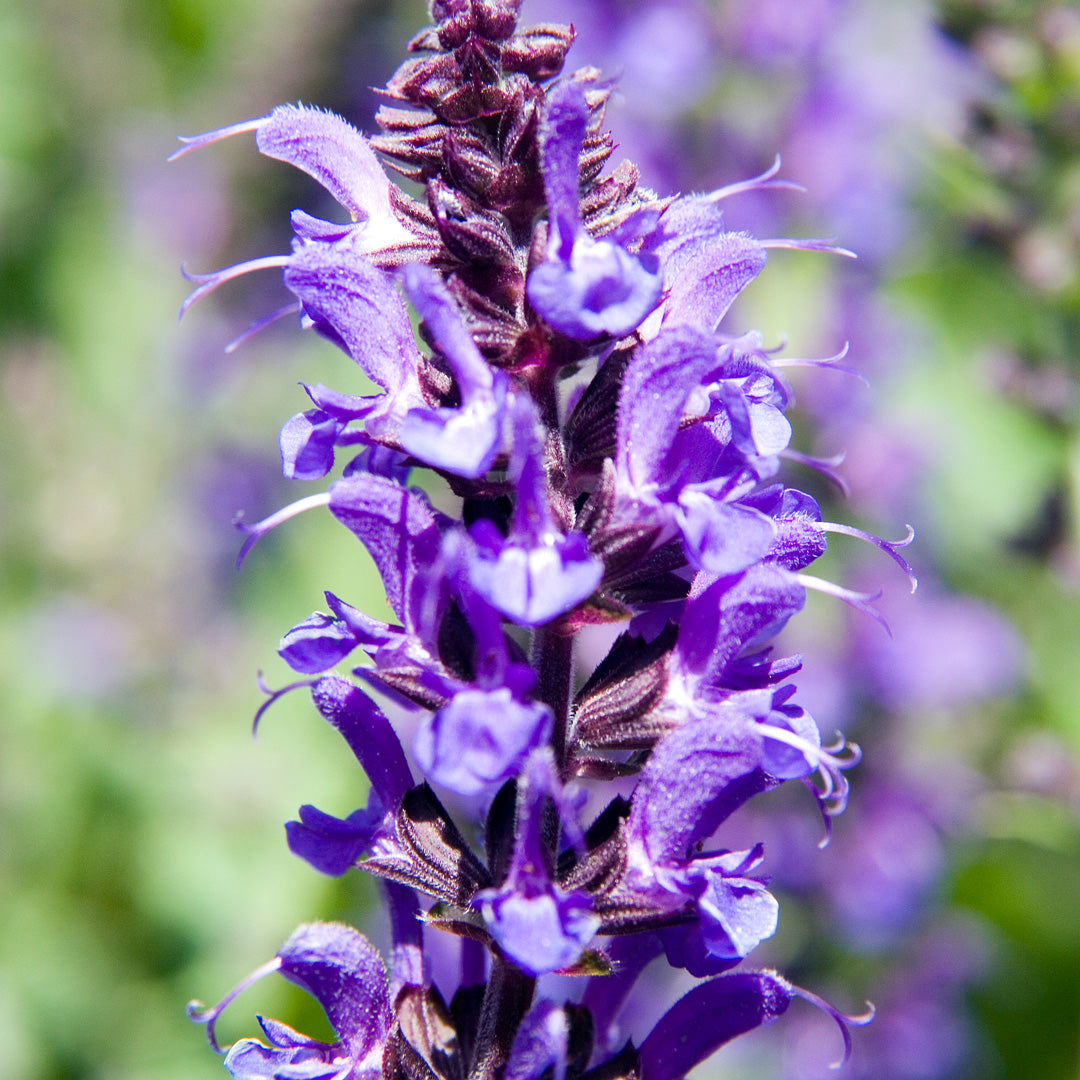 Salvia, April Night #2 – Greenwood Creek Nursery
