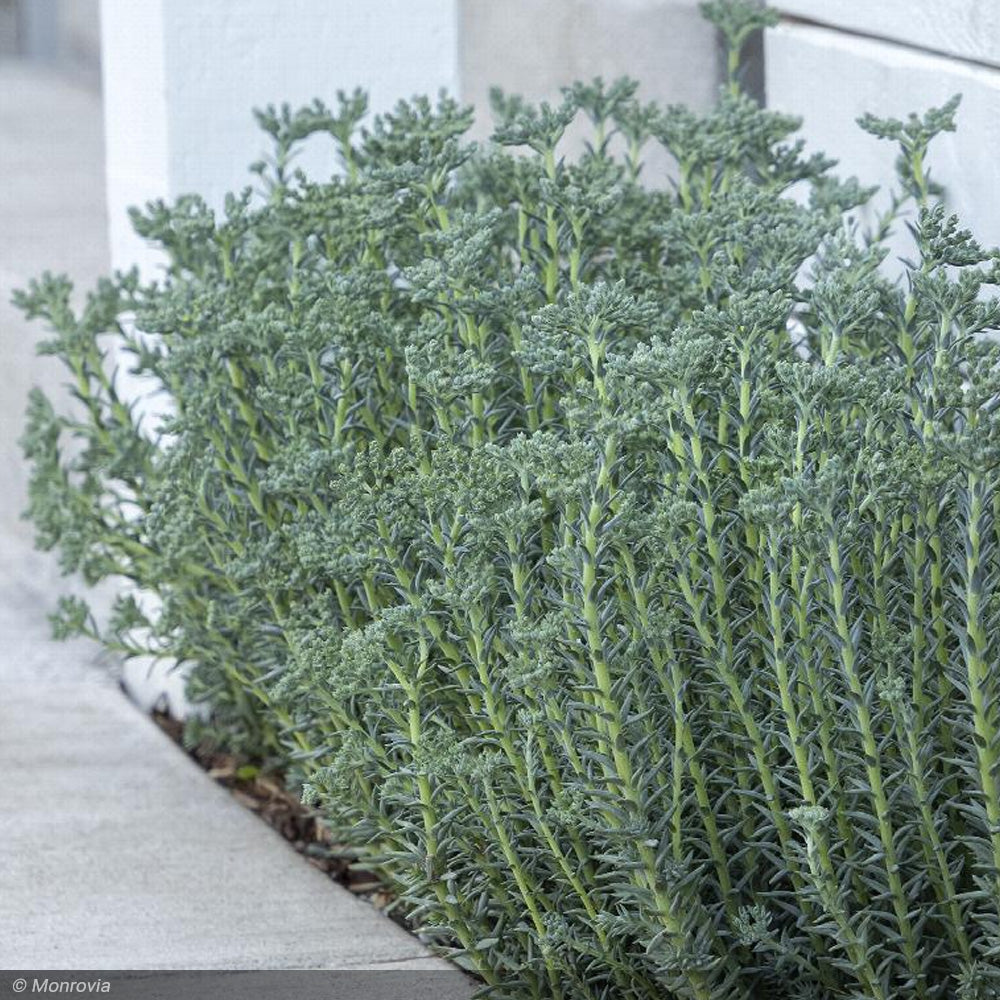 Sedum, Blue Spruce Qt – Greenwood Creek Nursery