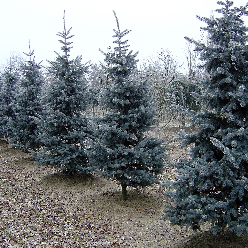 Spruce, Baby Blue #10 – Greenwood Creek Nursery