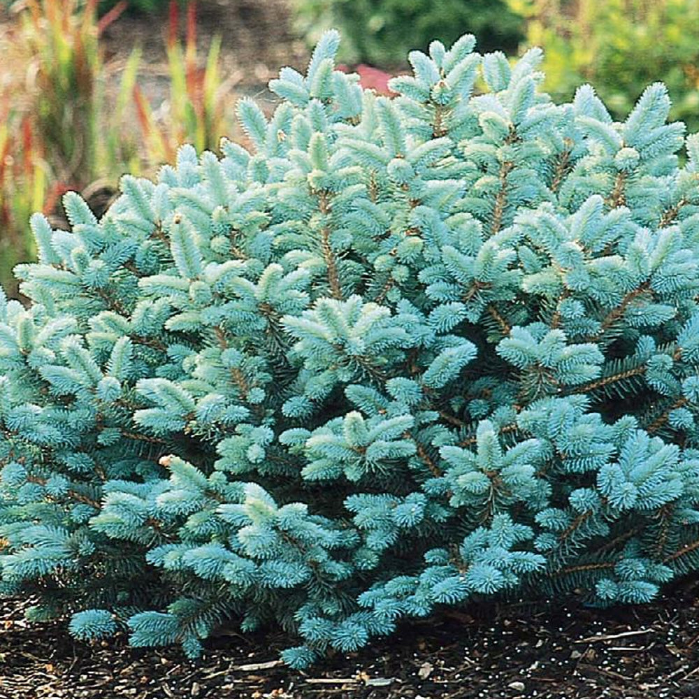 Spruce, Blue Globe TF #10 – Greenwood Creek Nursery