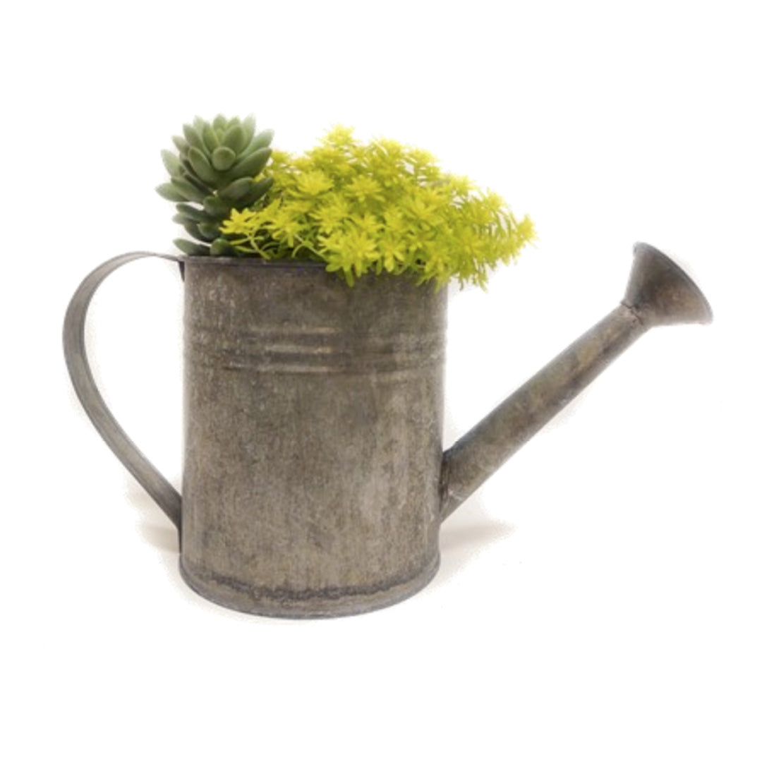 Succulent, Watering Can 5" – Greenwood Creek Nursery