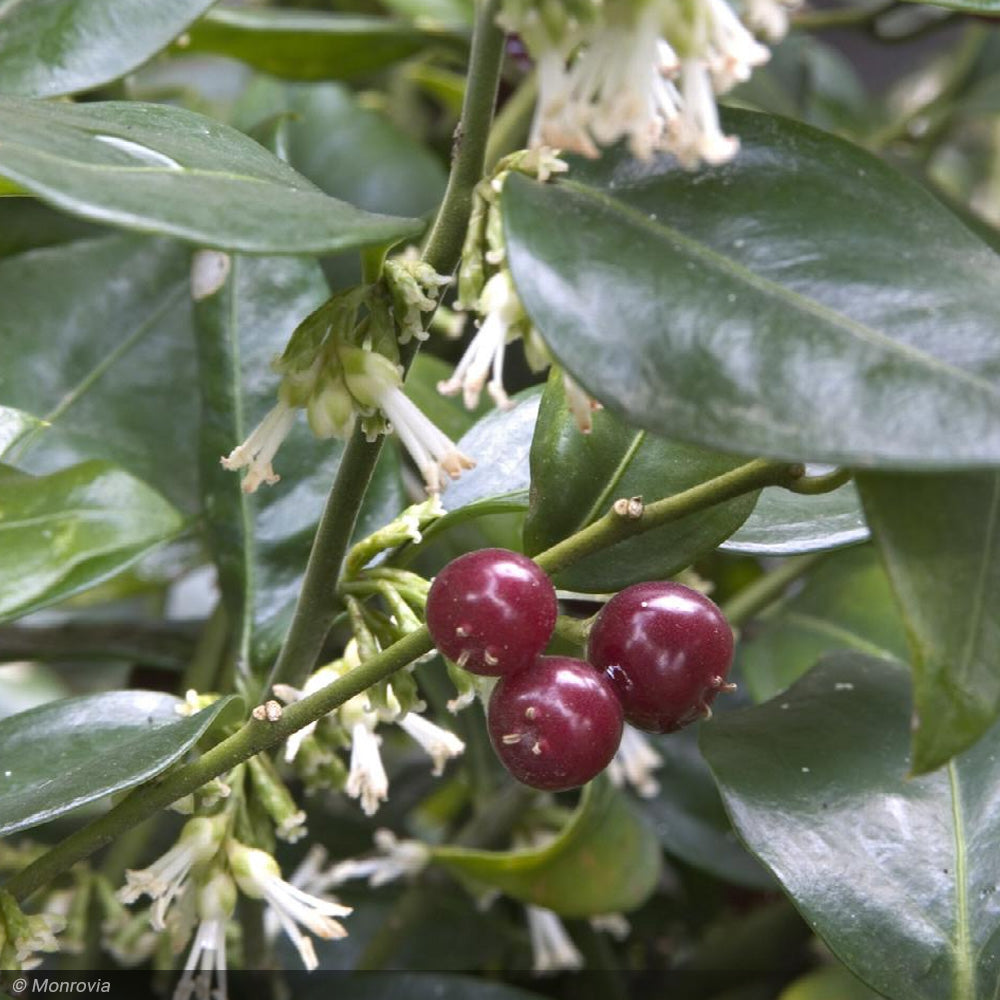 Sweet Box, Fragrant #5 – Greenwood Creek Nursery