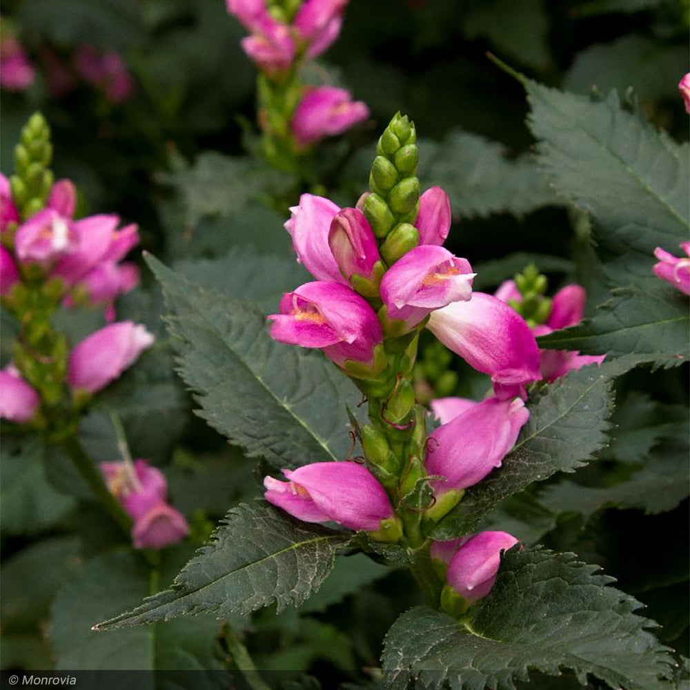 Turtlehead, Hot Lips #1 – Greenwood Creek Nursery