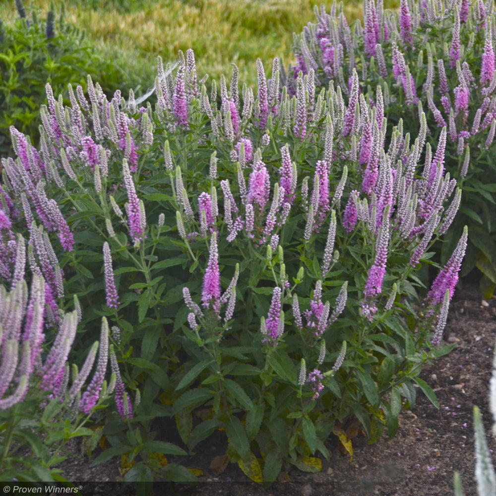 Veronica, Pink Potion #1 – Greenwood Creek Nursery