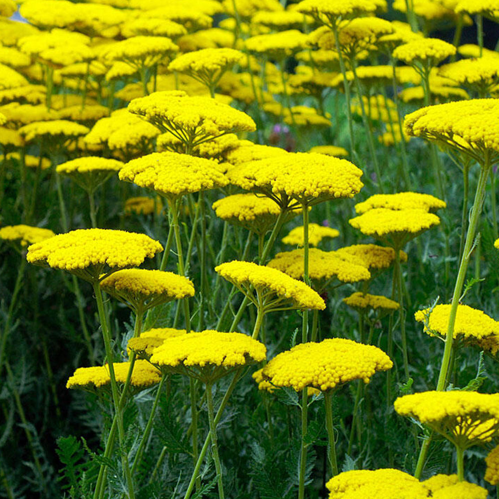 Yarrow, Coronation Gold #1 – Greenwood Creek Nursery